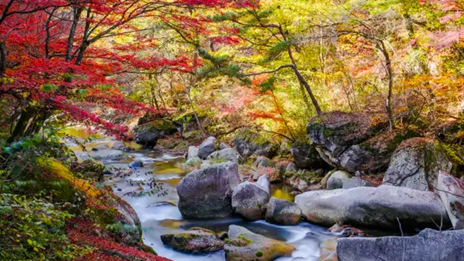 Take Steps to Take Steps Leave Nothing But Footprints: Japanese Nature ...